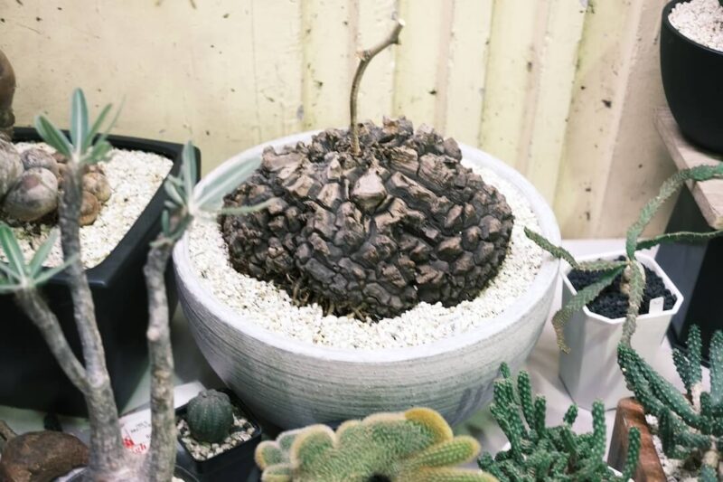 植物好き必見！台北の建国假日花市に行ってきた【塊根植物もある】 | ktymの国境越え